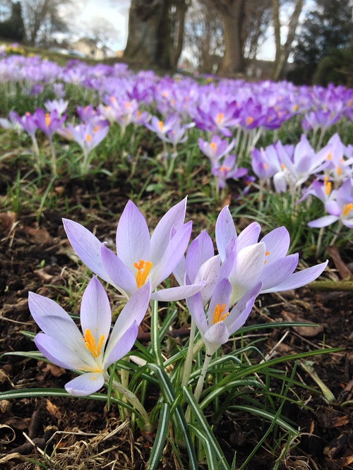 El Crocus, planta estrella de febrero - Burés S.A.U.